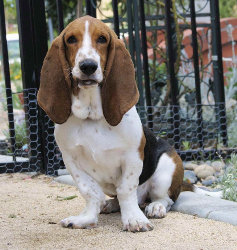 Basset Beagle Mix | PETSIDI