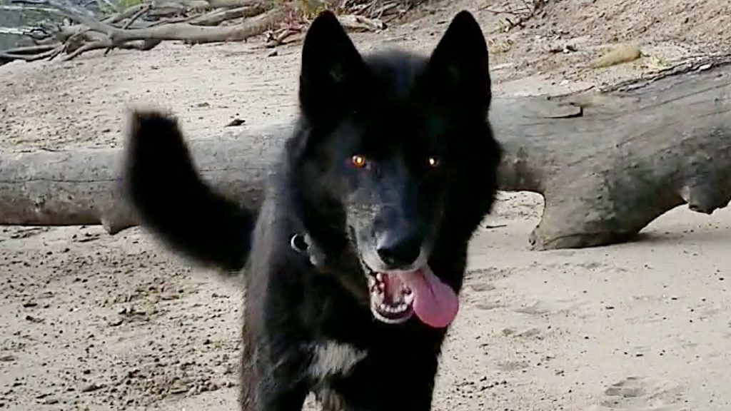 Exploring the Rare and Striking Blue Bay Shepherd Breed | PETSIDI