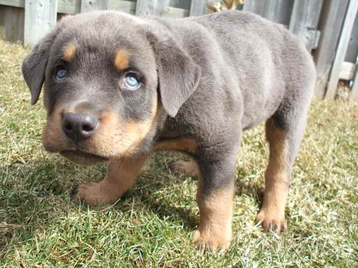 Blue Rottweiler | PETSIDI