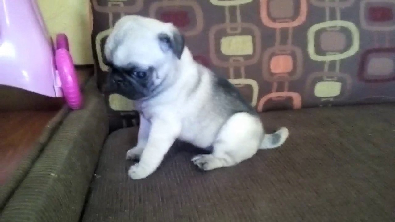 Cachorros Pug En Venta | PETSIDI