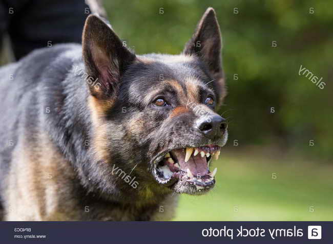 German Shepherd Aggressive Behavior | PETSIDI