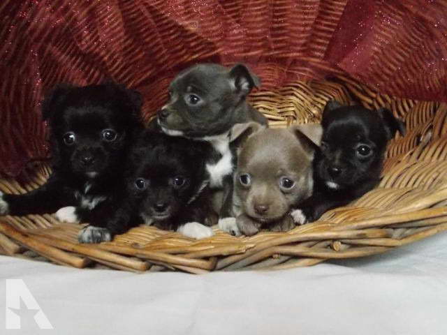 Full Blooded Chihuahua | PETSIDI